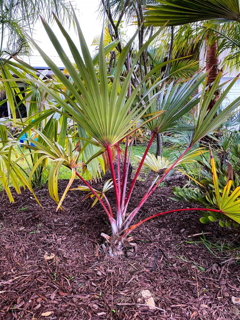 » Red Latin Palm (Latania Lontaroides) Rare Endangered Palm!